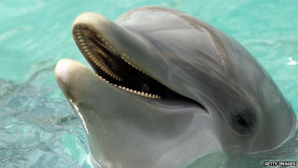 The morality of dolphin soldiers - BBC News