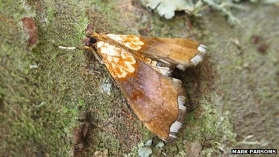 Beautiful Pearl moth found at Mount Edgcumbe estate - BBC News