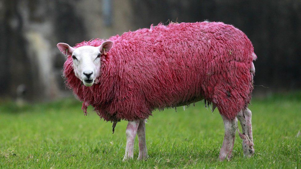 Things turn pink in Northern Ireland for Giro D'Italia - BBC Newsround