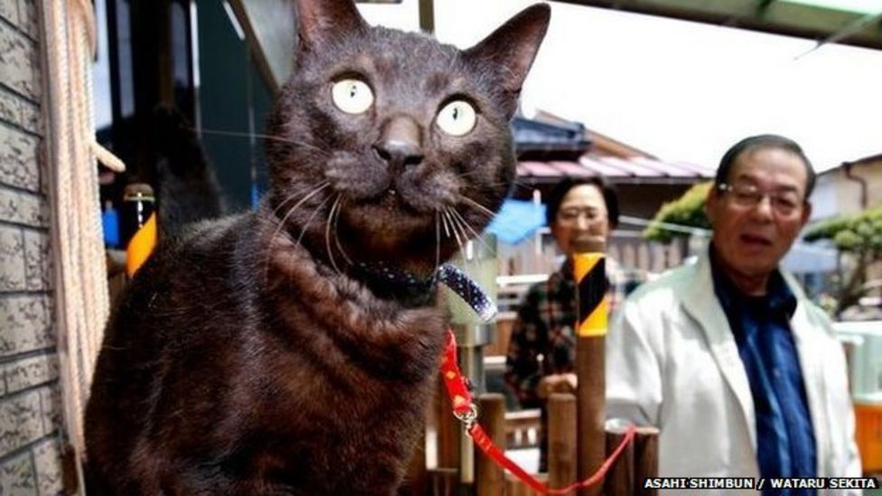 Japan: Cat returns home three years after tsunami - BBC News