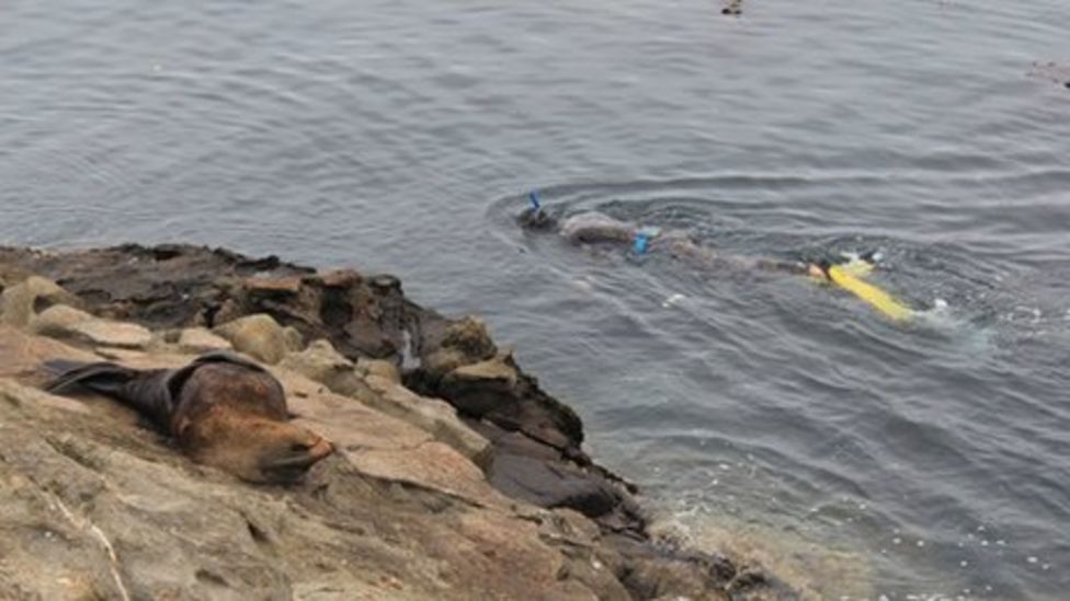 Why abalone is New Zealand's catch of the day - BBC News