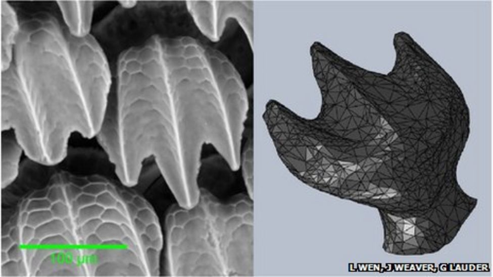 3D printing reveals the power of shark skin - BBC News