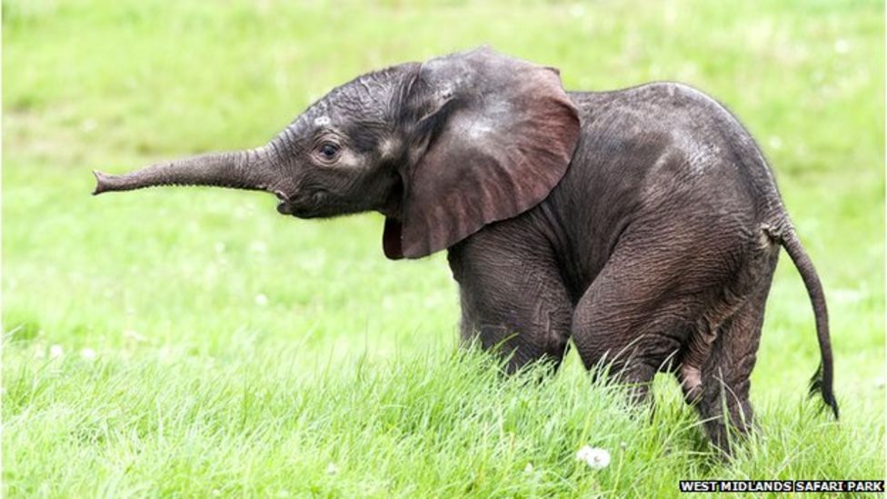 Safari park celebrates birth of long-awaited elephant - BBC News