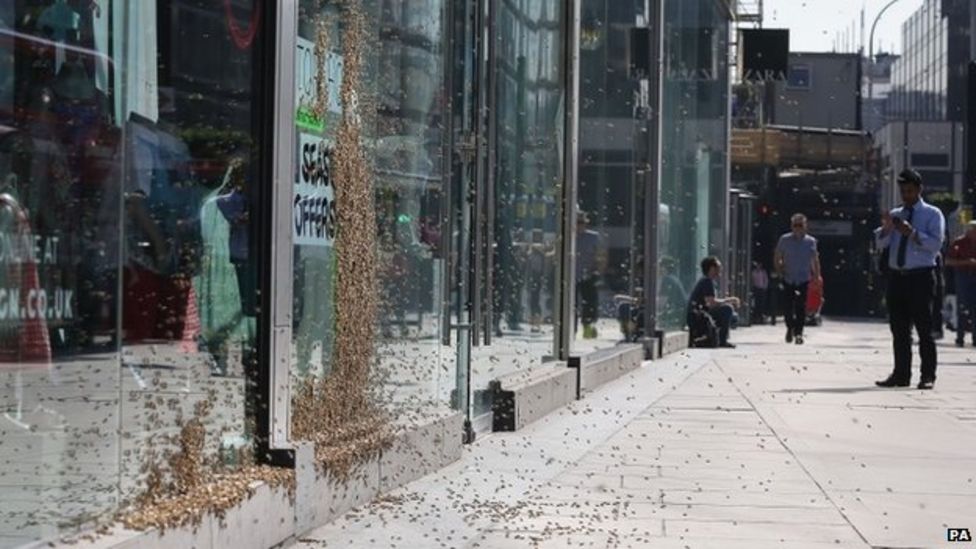 Urban swarms: Why do honeybees swarm? - BBC News