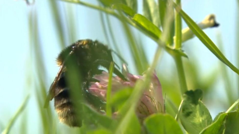 Tree bumblebee: 'Record sightings' for invasive bee - BBC News