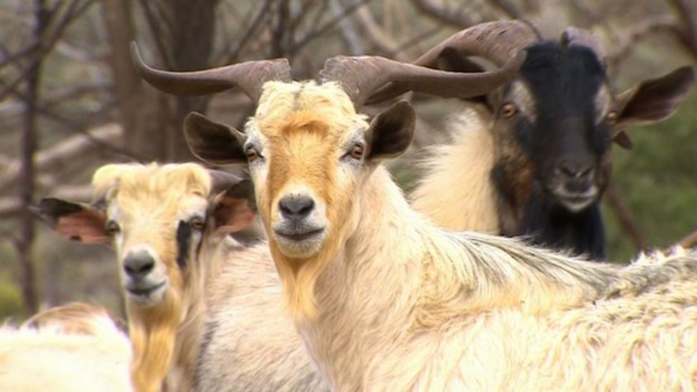 Australia herds profits from feral goat meat - BBC News
