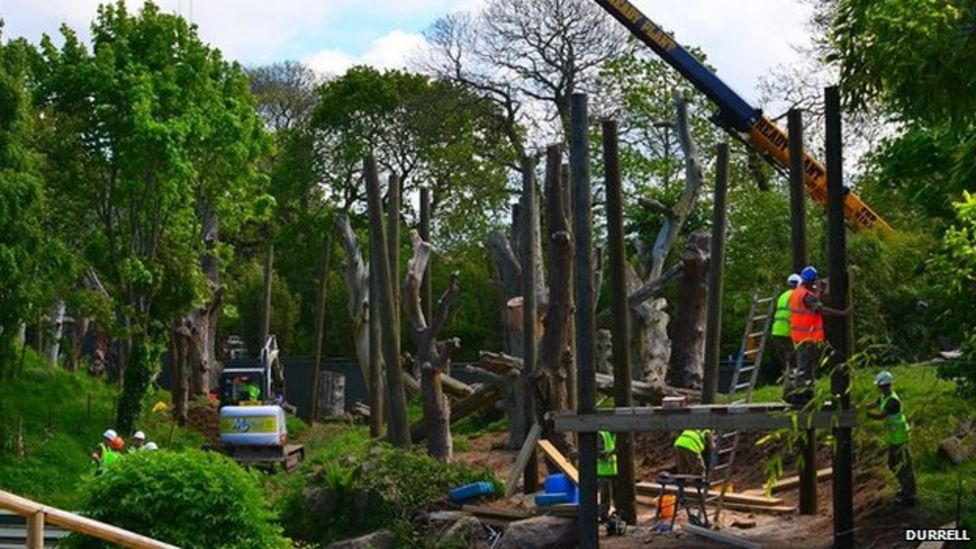 Jersey's Durrell park climbing frame built for gorillas - BBC News