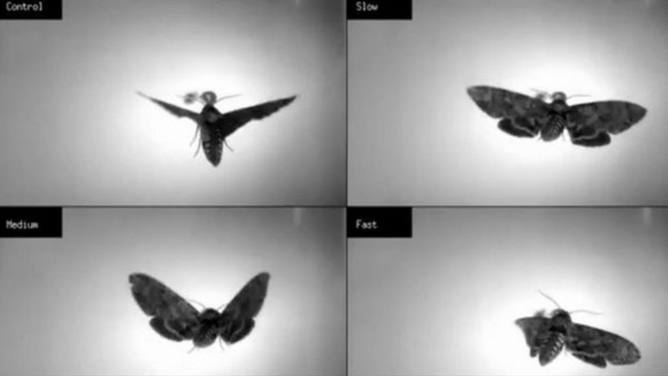 Flying robots: Nature inspires next generation design - BBC News