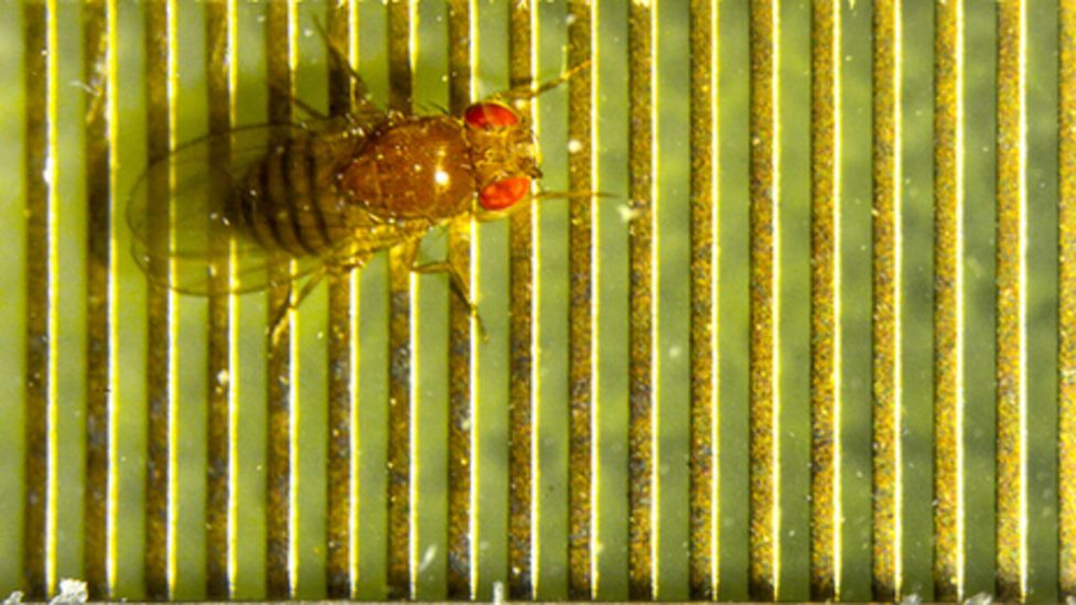 How tiny killer flies pounce on prey - BBC News