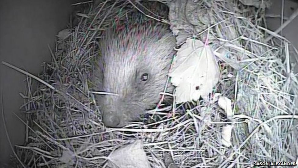 Fox and hedgehog captured eating together on webcam - BBC News