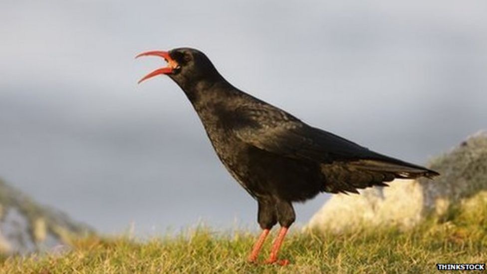 The chough: RSPB survey into one of Scotland's rarest birds - BBC News
