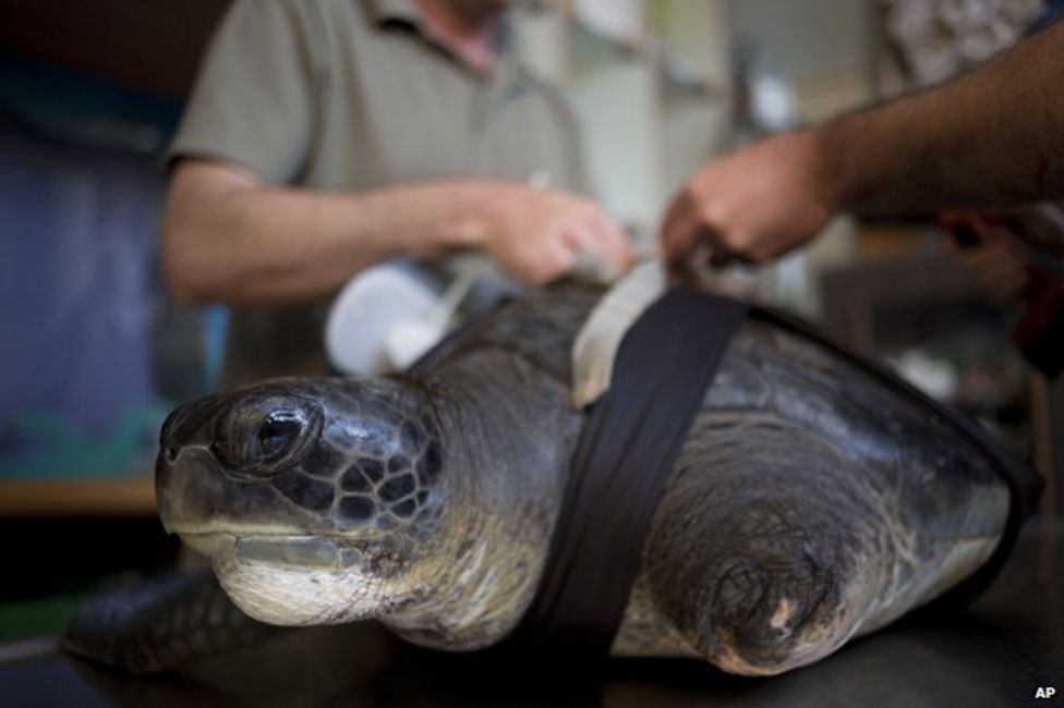 The sea turtle with fighter-jet fins... and four other stories - BBC News