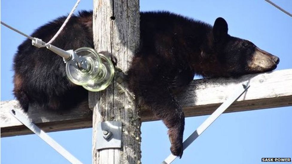 Canada: Bear takes power nap on electricity pole - BBC News