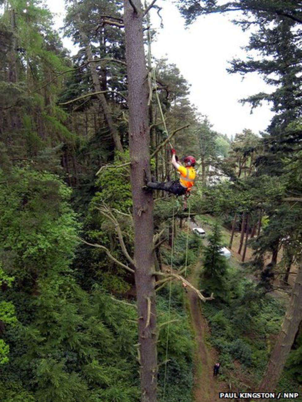 Cragside Scots pine tree is 'tallest of its kind' in UK - BBC News