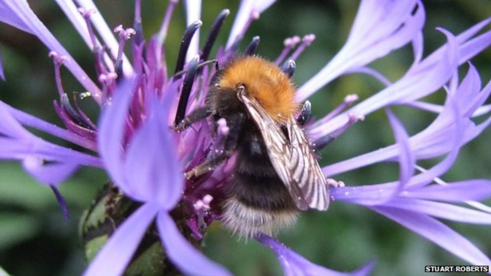 Tree bumblebee: 'Record sightings' for invasive bee - BBC News