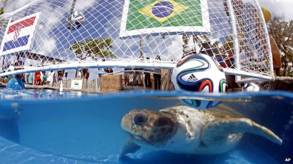 World Cup 2014: Animals 'predict' World Cup results - BBC News
