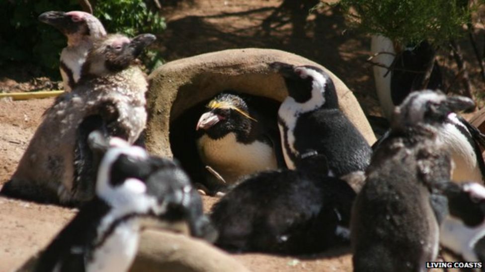 Penguins switch Torquay zoo breeding site after 'squabble' - BBC News