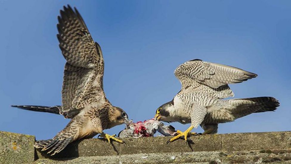 In pictures: Peregrine falcons in our towns and cities - BBC News