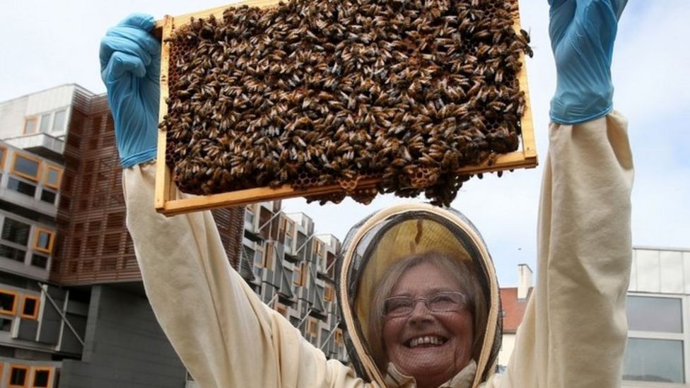 Pesticide ban call to save bees - BBC News