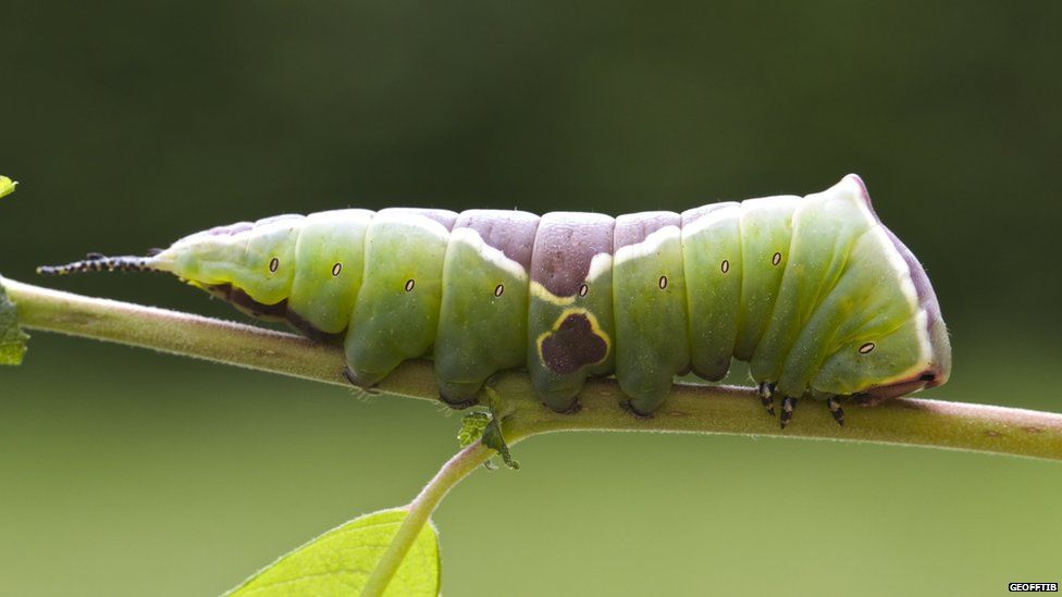 National Insect Week celebrates UK's insects - BBC Newsround