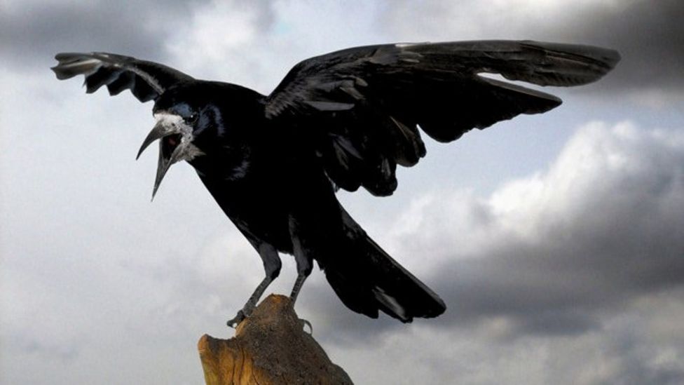 Magpies 'don't steal shiny objects' - BBC News