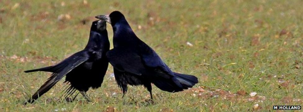 Bird brains: Public asked to look out for clever rooks - BBC News