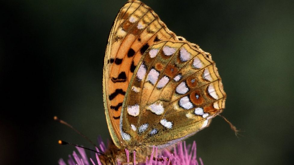 Rare butterfly 'thriving' on Dartmoor - BBC News