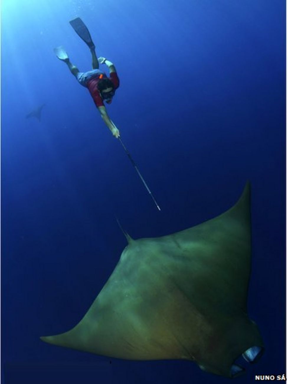 Deep dives of devil rays solve 'mystery' of warm brain - BBC News