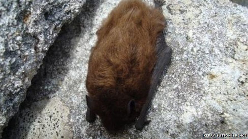 Bat recorded for the first time on St Kilda - BBC News
