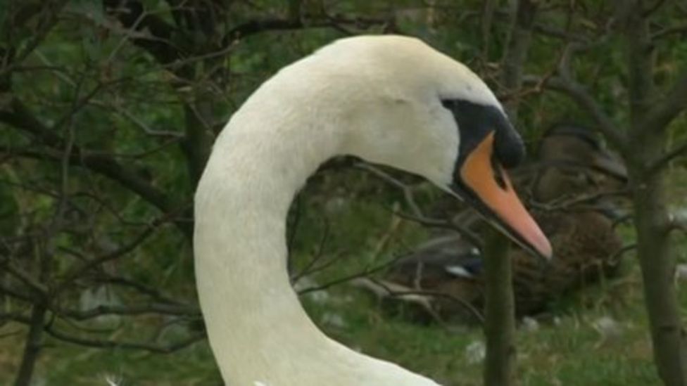 Swan shot with crossbow is released into the wild - BBC News