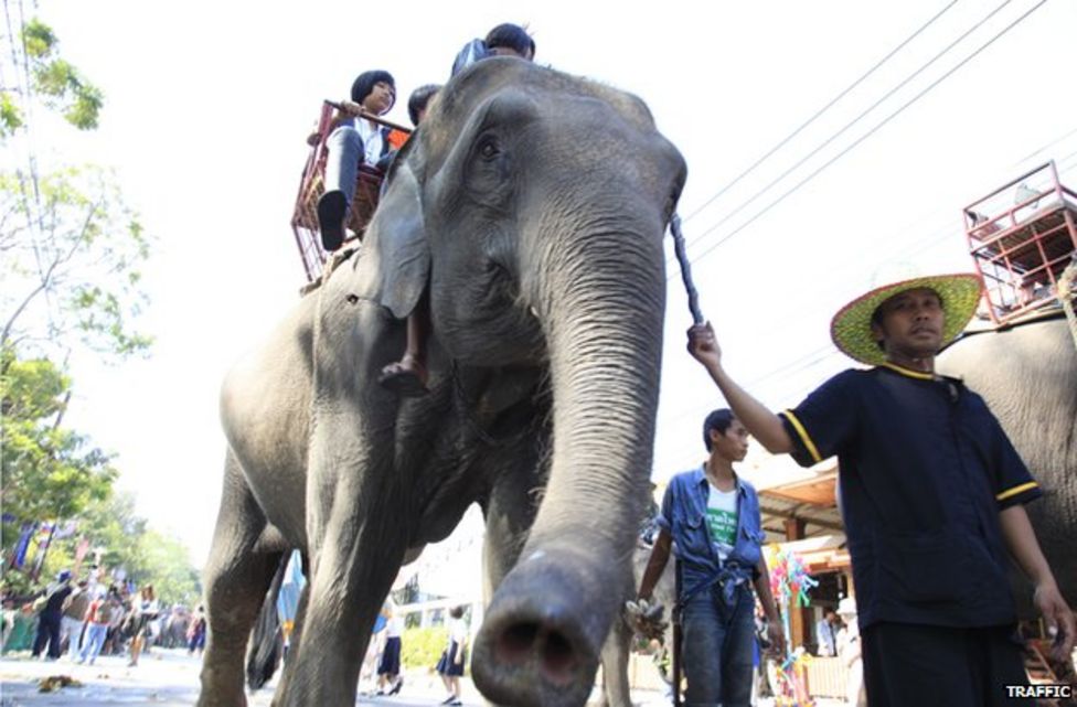 Cruel trade in Asian elephants threatens survival - report - BBC News