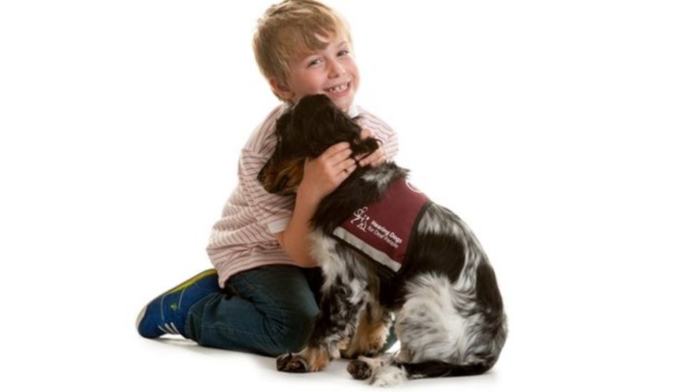 Assistance dogs: How to spot them - BBC News