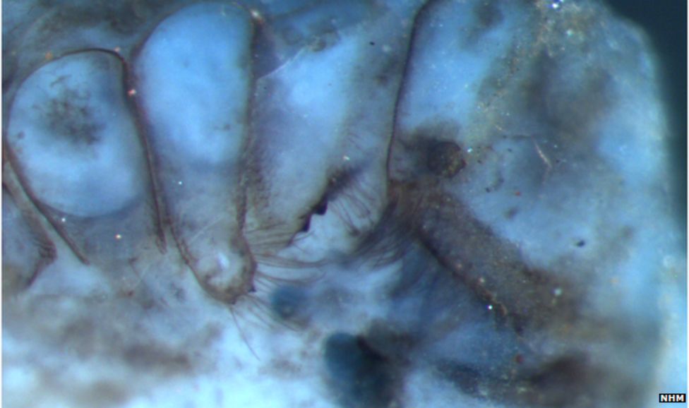 Ancient arachnid 'walks again' - BBC News