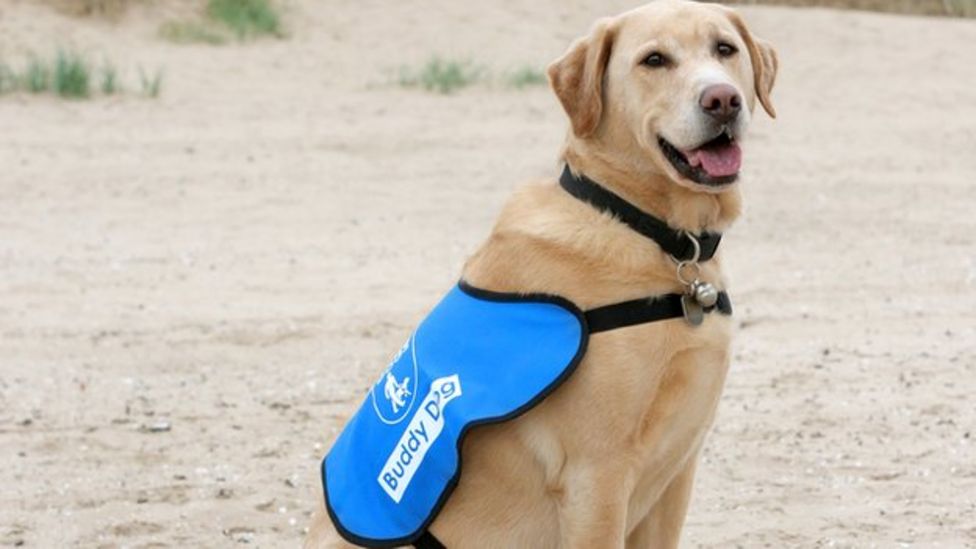 Assistance dogs: How to spot them - BBC News