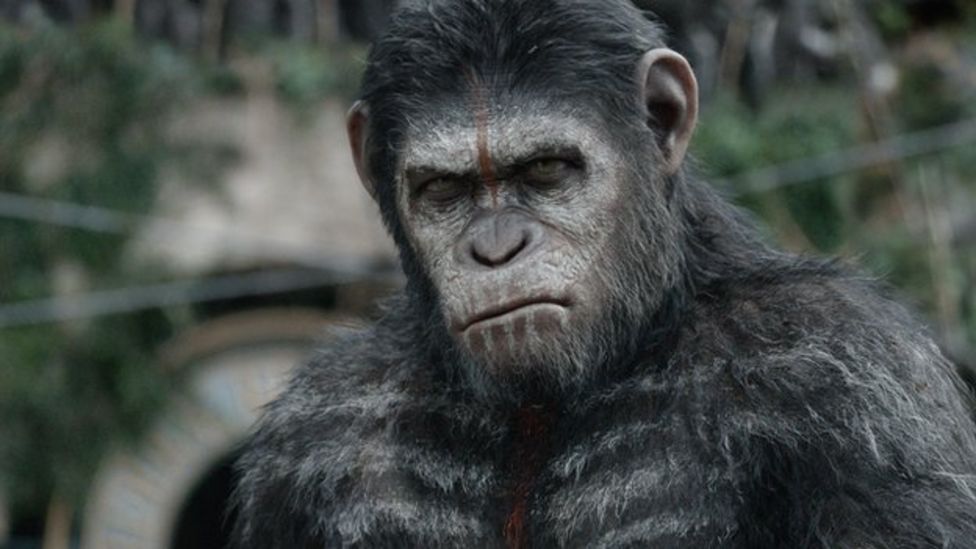 Murder 'comes naturally' to chimpanzees - BBC News