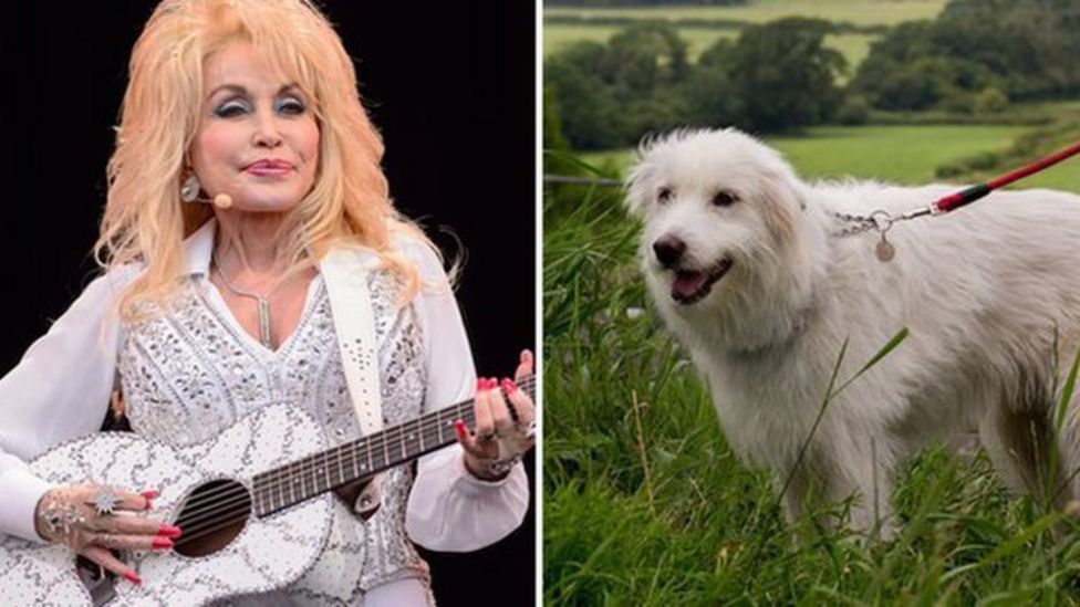 Glastonbury Festival: Dolly the dog reunited with owner - BBC News