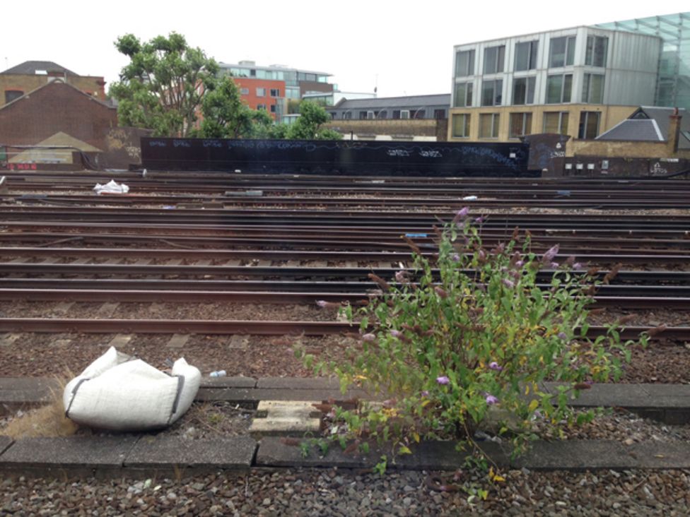 Buddleia: The plant that dominates Britain's railways - BBC News