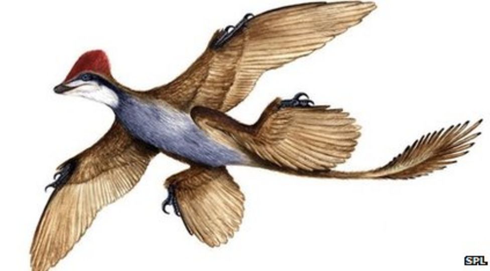 Four-winged dinosaur fossil found - BBC Newsround