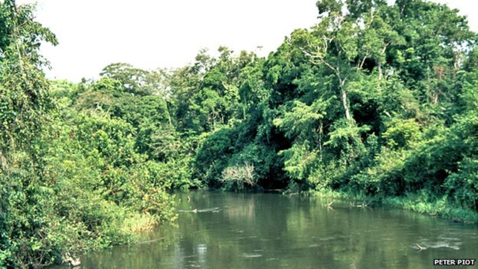 The virus detective who discovered Ebola in 1976 - BBC News