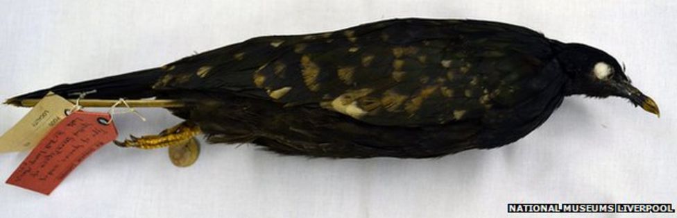 'Unique' Liverpool pigeon related to dodo - BBC News