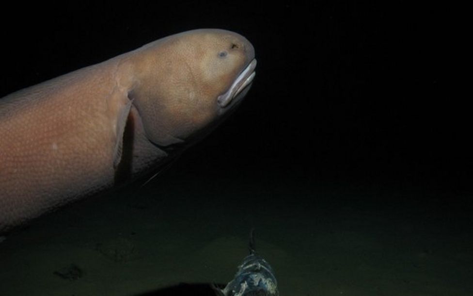 Pushing frontiers of deep sea exploration - BBC News
