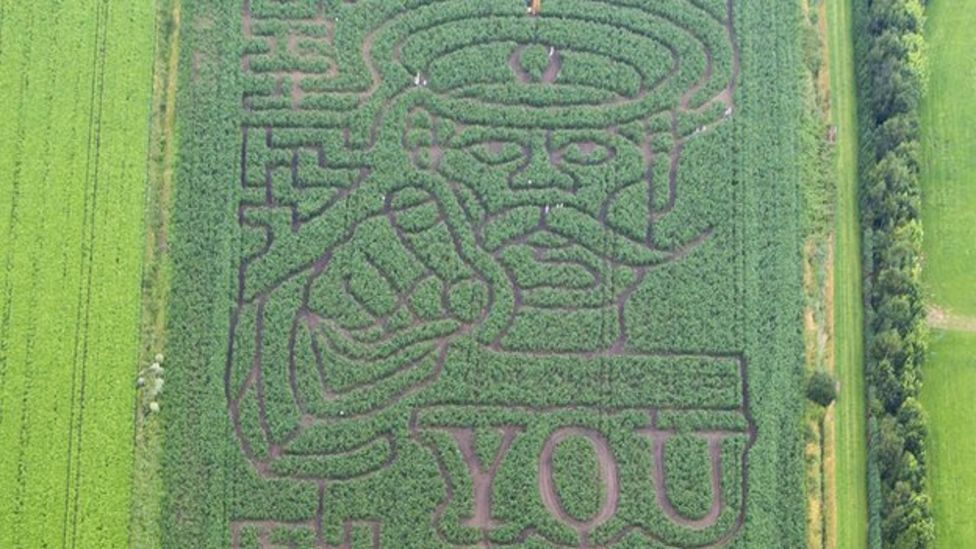 Maize maze shaped like rhino head at Birchington museum - BBC News