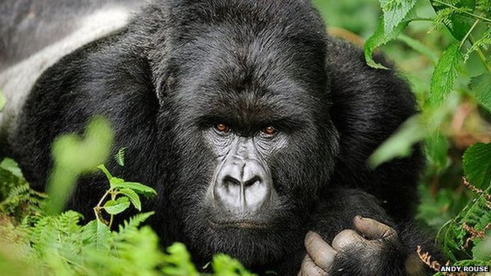 Andy Rouse captures tiger cub photos in Indian heat - BBC News