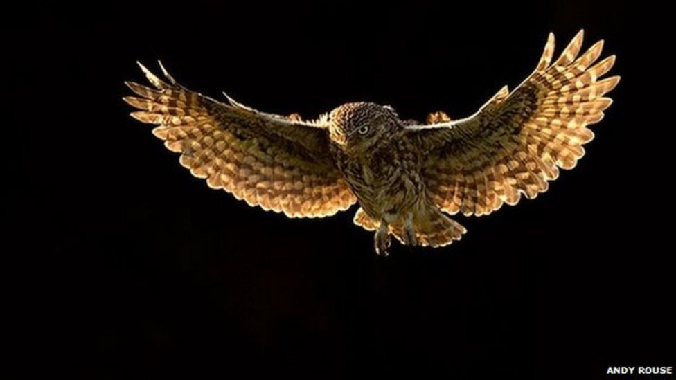 Andy Rouse captures tiger cub photos in Indian heat - BBC News