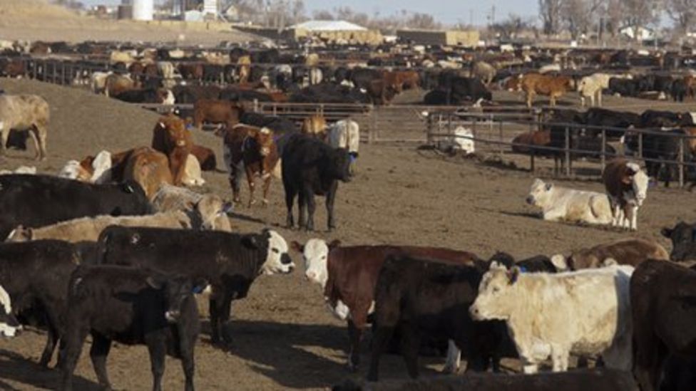 Greenhouse gas fear over increased levels of meat eating - BBC News
