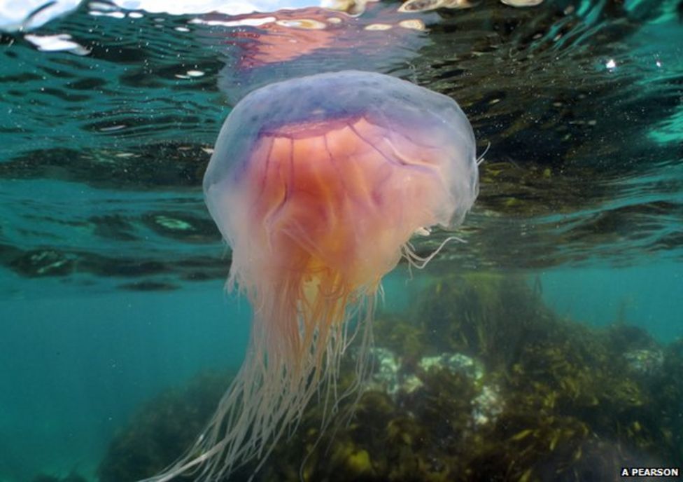 Jellyfish set for record number of sightings - BBC News