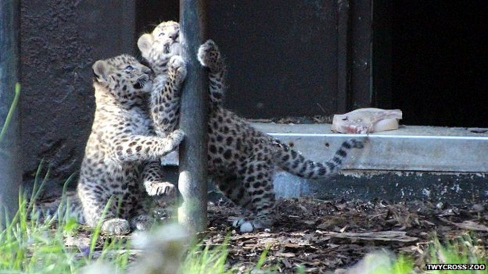Two rare Amur leopards born at Twycross Zoo in Leicestershire - BBC News