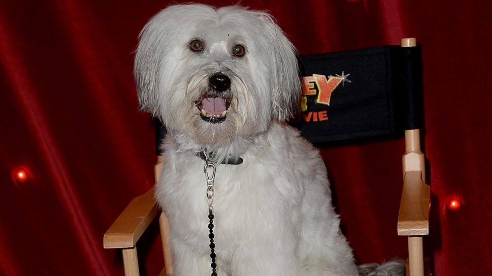 Britain’s Got Talent champion dog Pudsey dies - BBC News