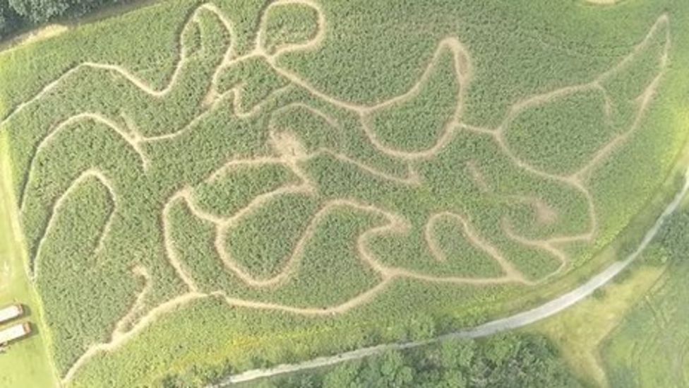 Maize maze of BFG is 'biggest ever' image of Dahl's giant - BBC News