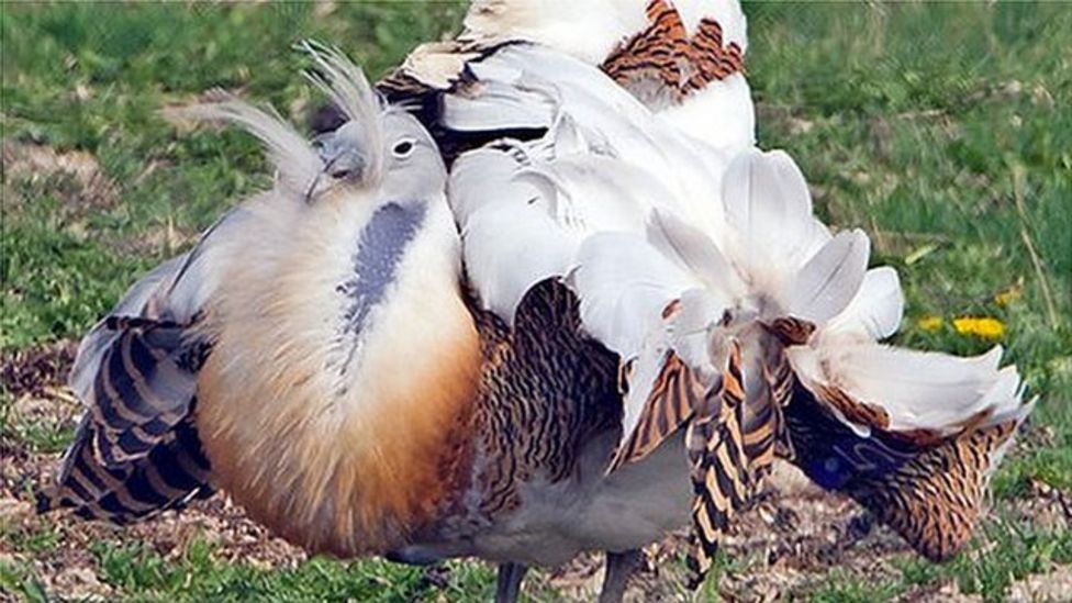 Spanish great bustard eggs imported to Wiltshire - BBC News